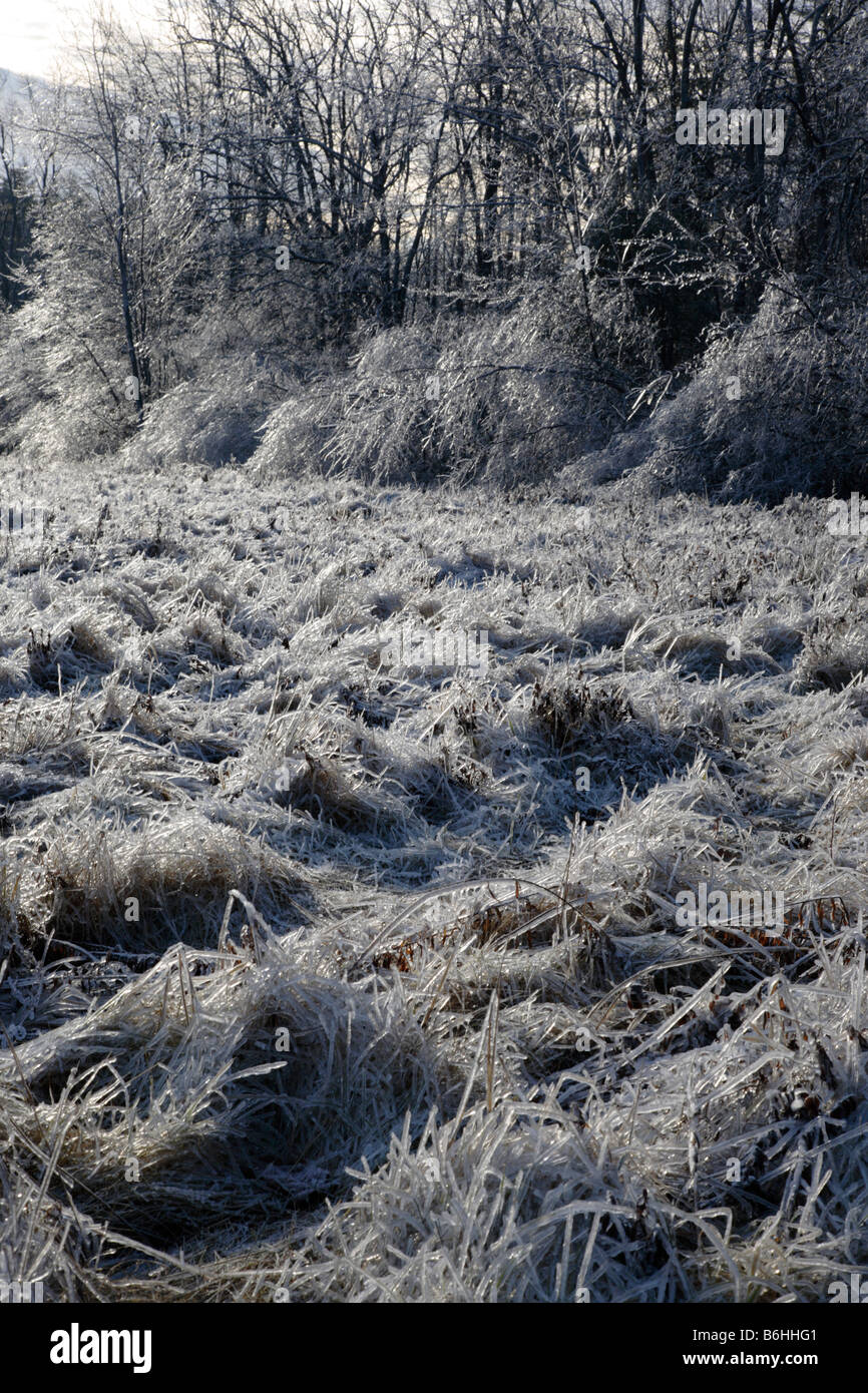 New England forest covered in ice after a ice storm Stock Photo - Alamy