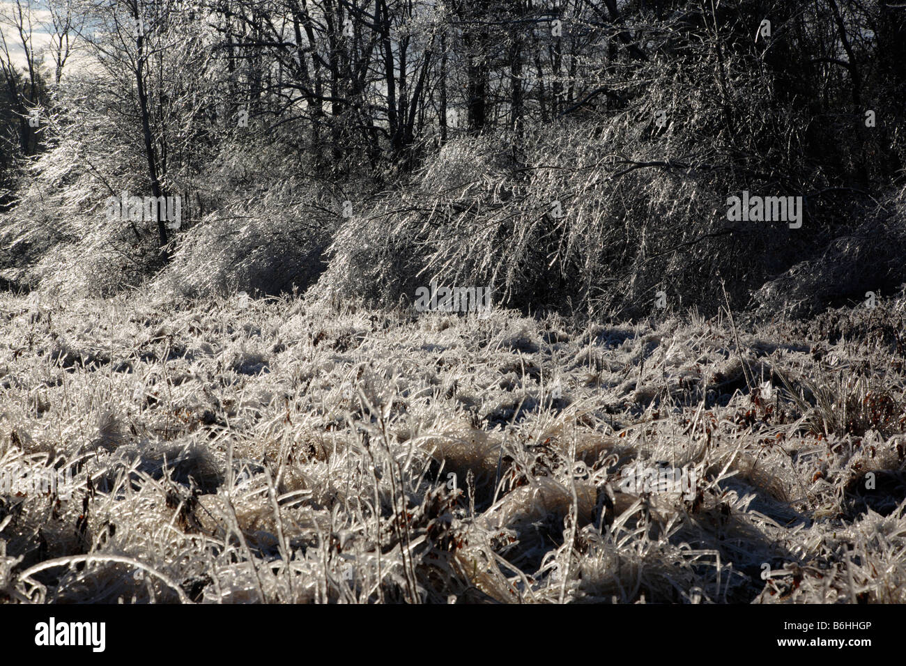 New England forest covered in ice after a ice storm Stock Photo - Alamy