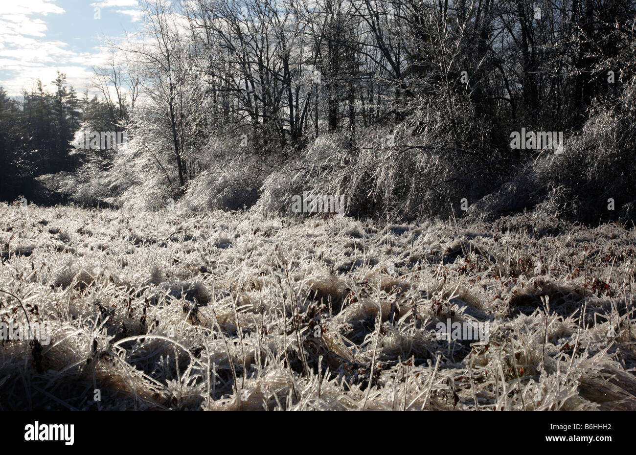 New England forest covered in ice after a ice storm Stock Photo - Alamy