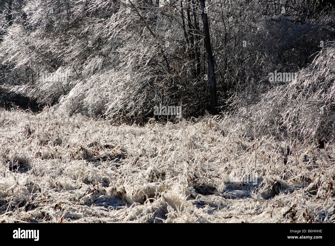 New England forest covered in ice after a ice storm Stock Photo - Alamy