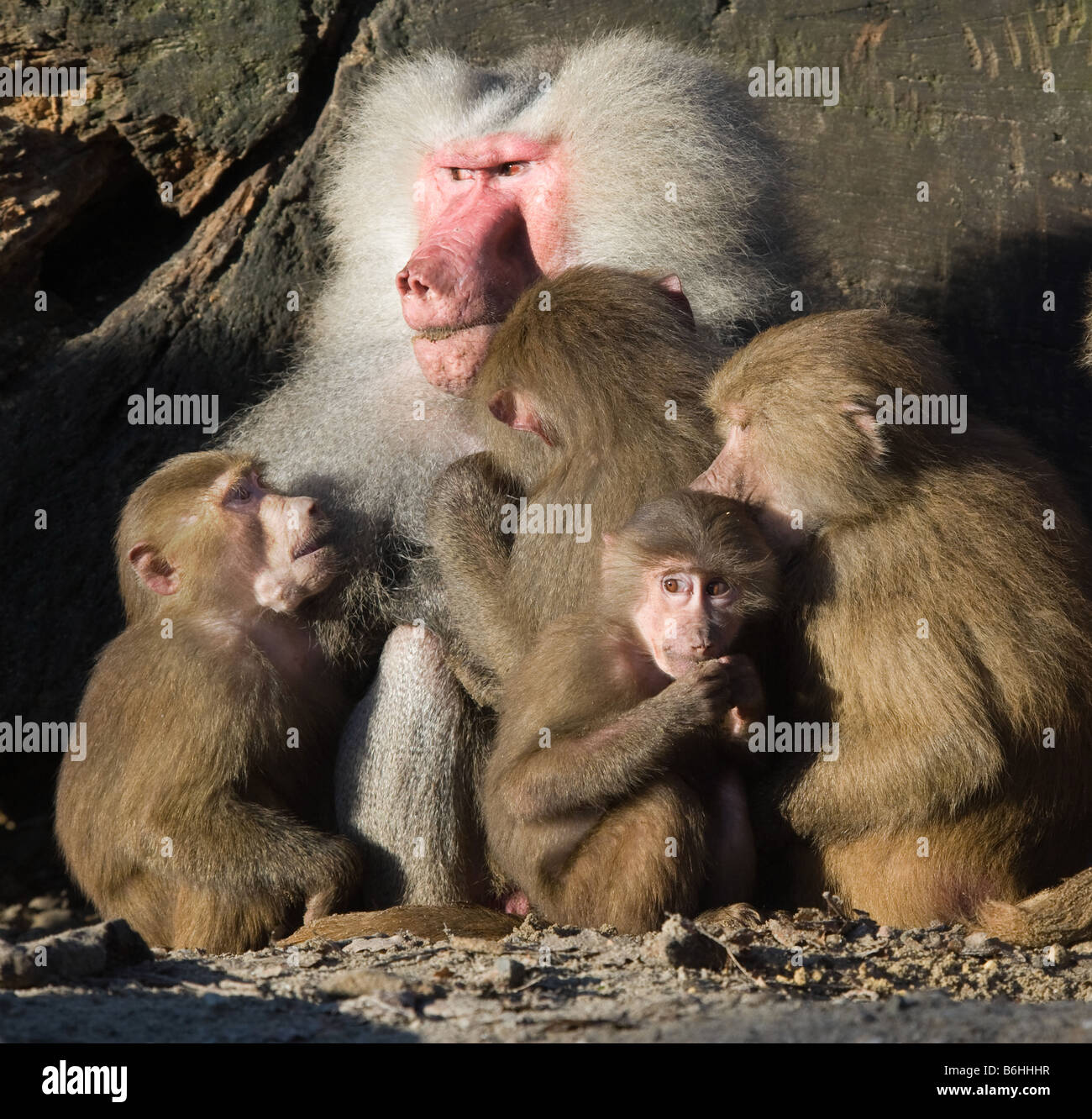 a baboon family cuddling together Stock Photo - Alamy