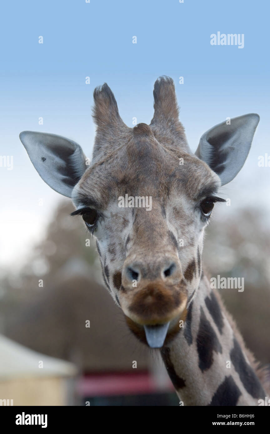 Animal skin close up hi-res stock photography and images - Alamy