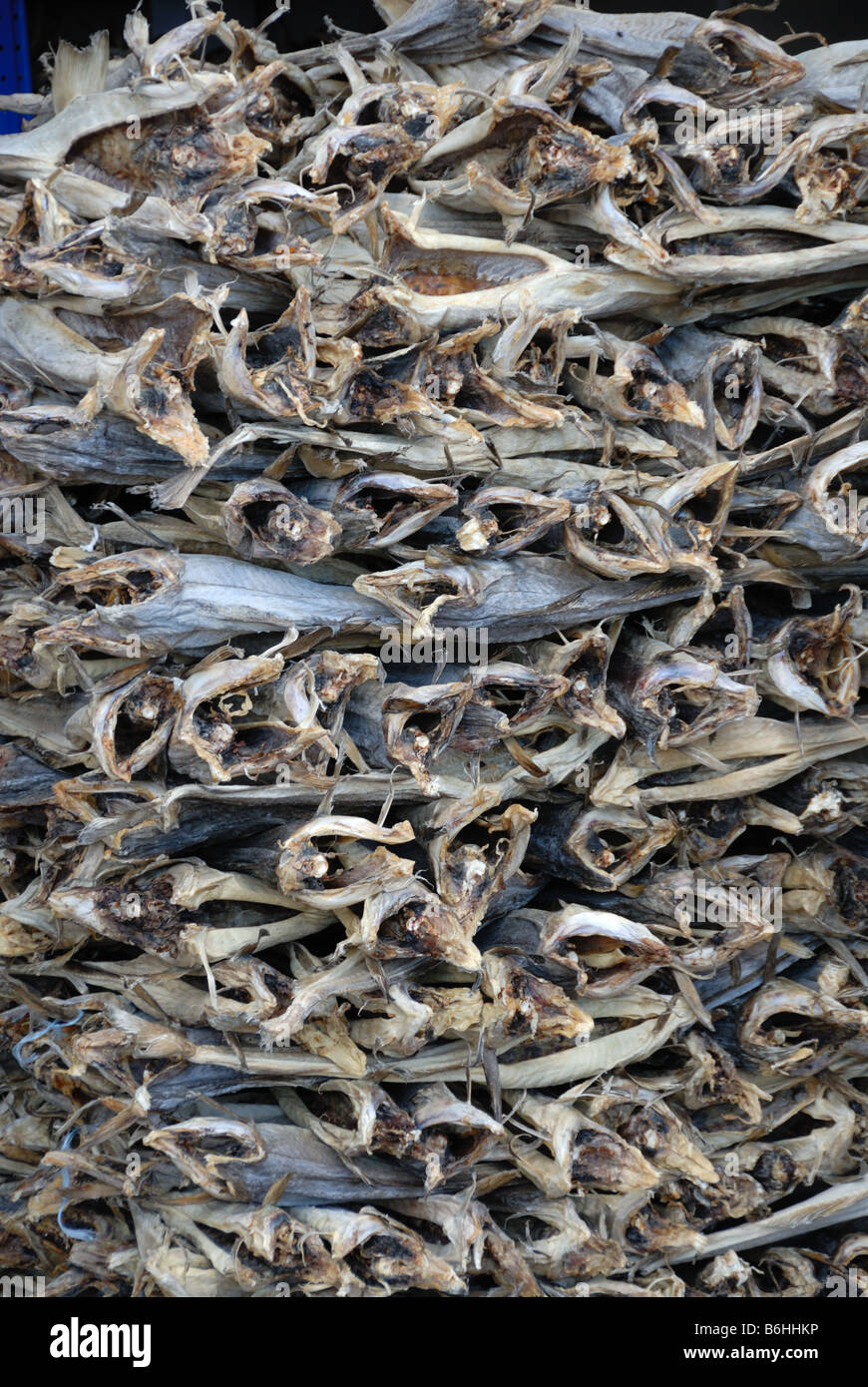 Dried Cod known as Stockfish in a warehouse in the Lofoten Islands ...