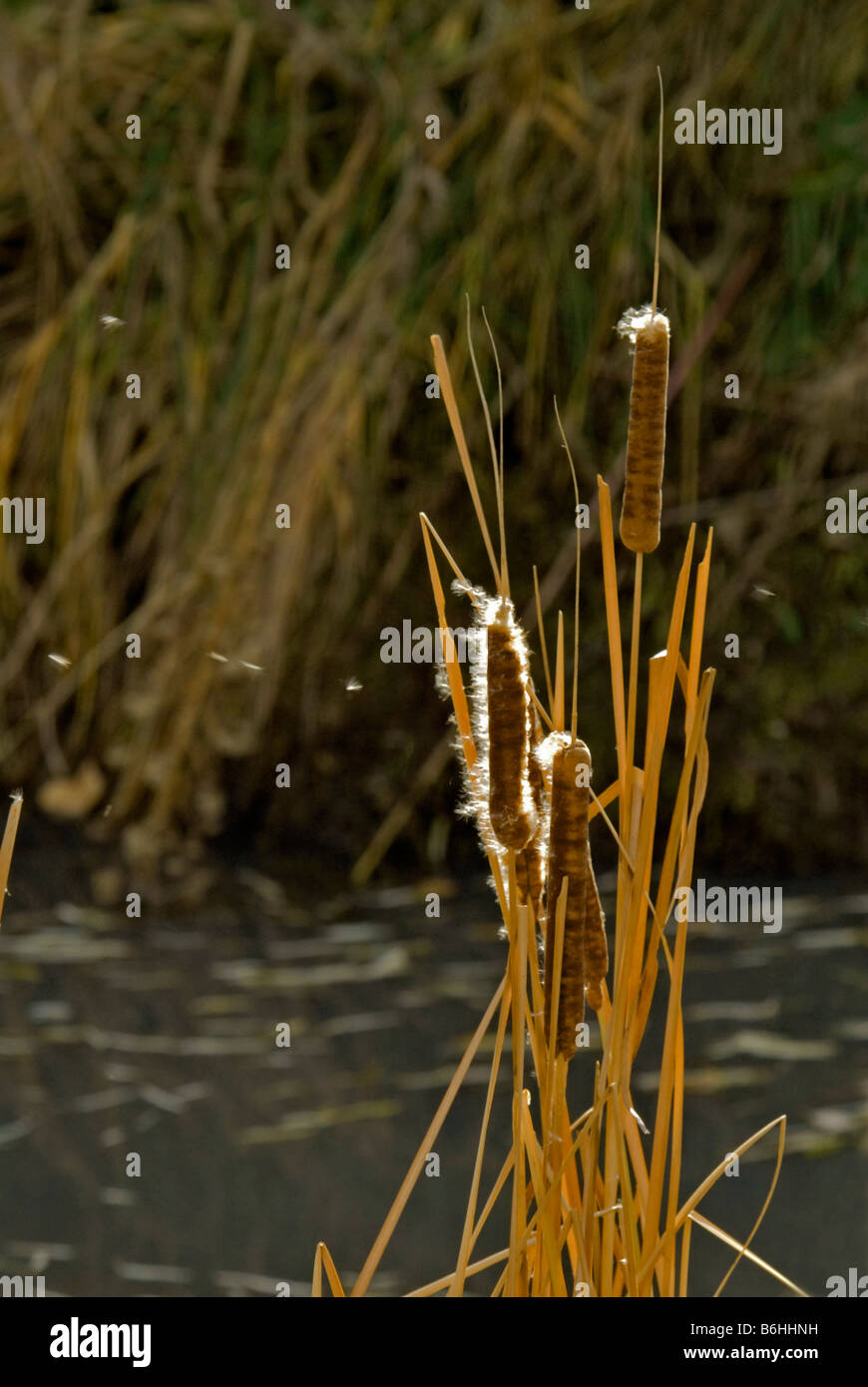In the fall, Cattail head stalks (Typha latifolia) release hundreds of ...