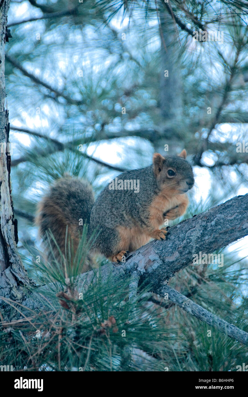 Eastern Fox Squirrel (Sciurus niger) on Ponderosa pine tree in winter ...