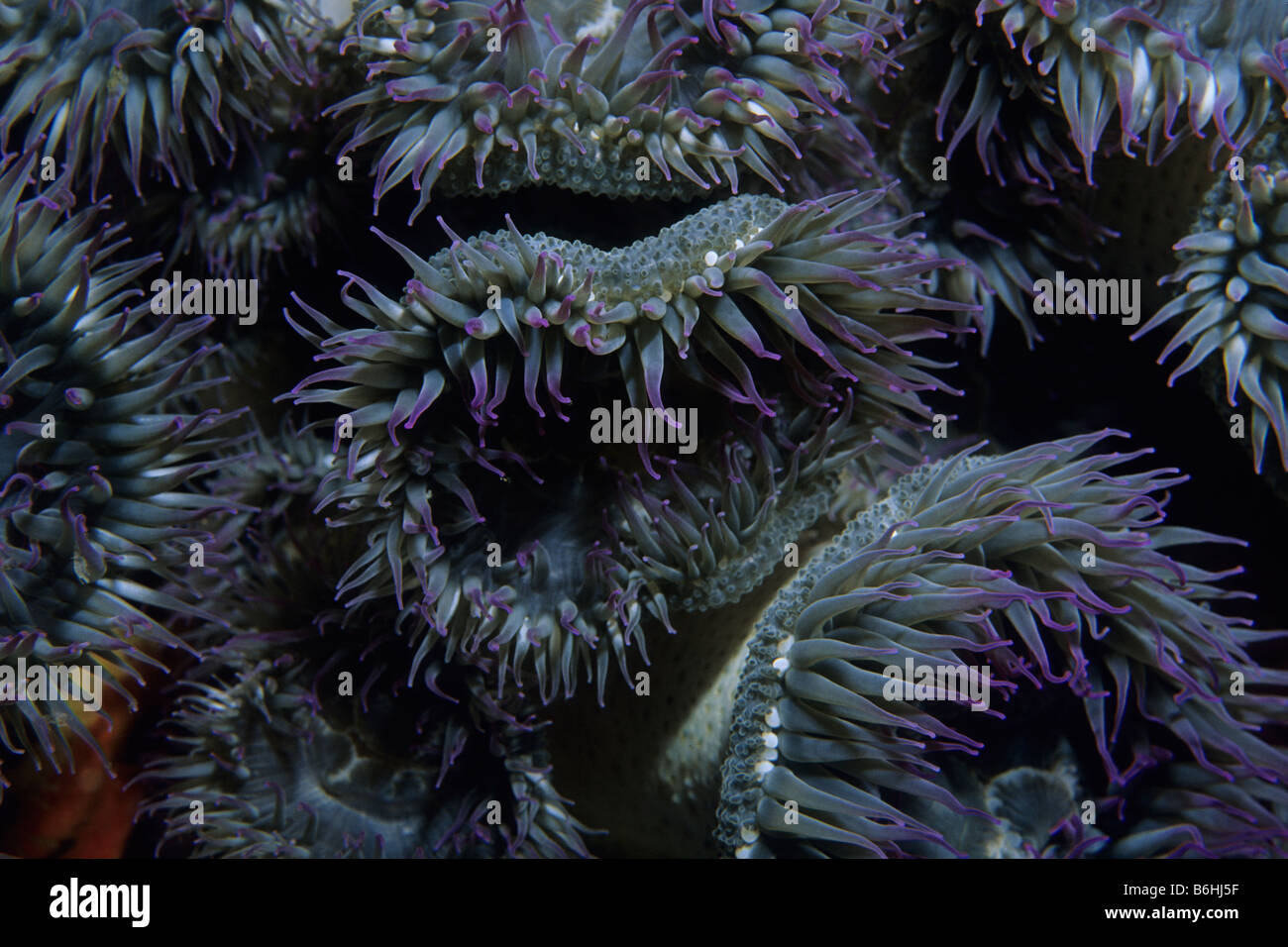 Aggregating anemones colony hi-res stock photography and images - Alamy