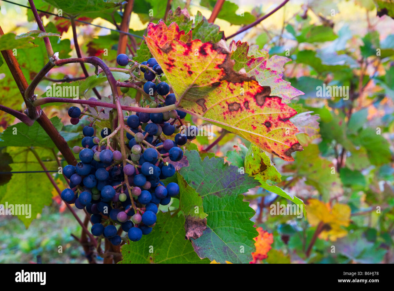 German fruit farming hi-res stock photography and images - Alamy