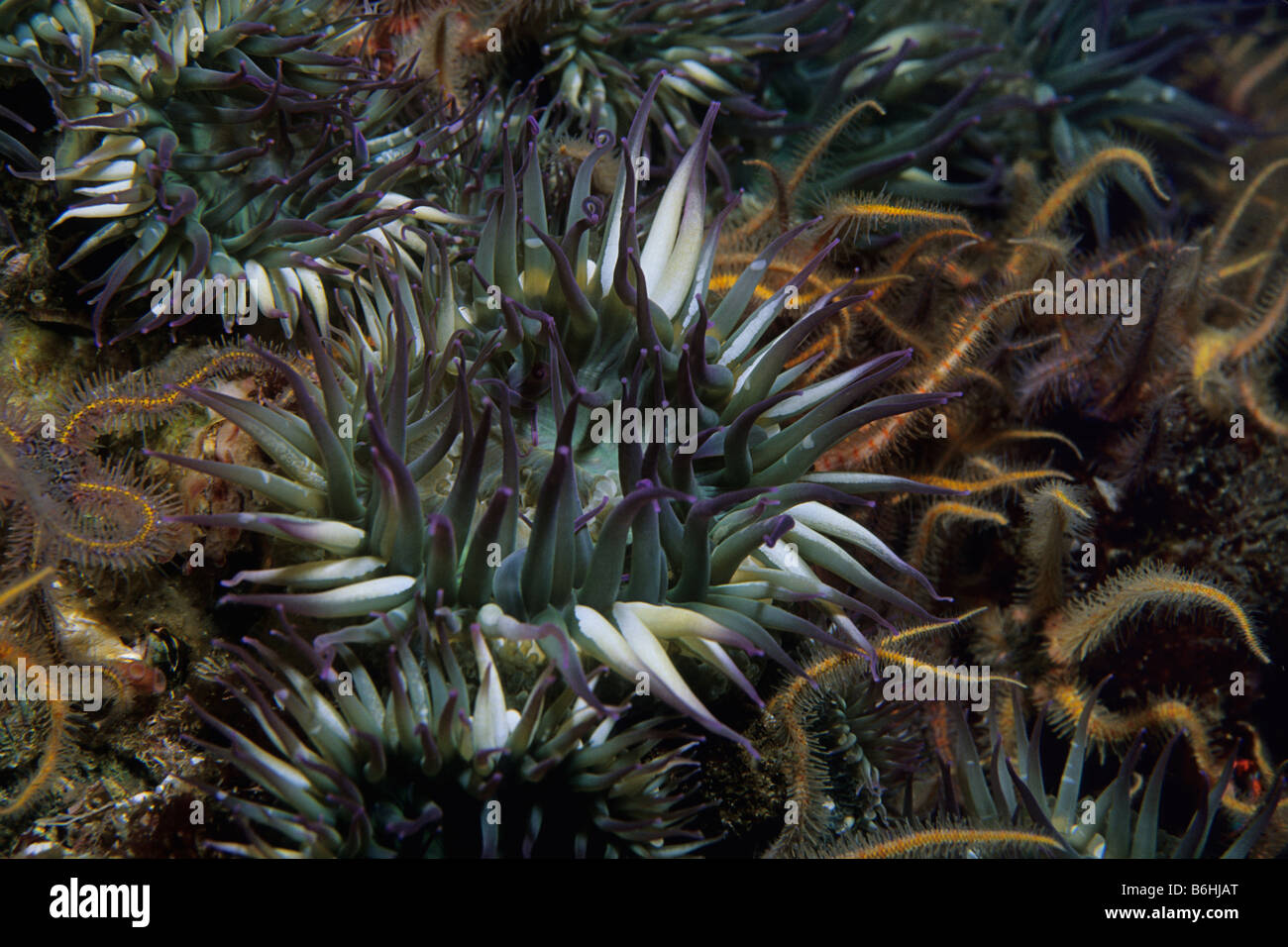 Cnidaria sea anemones hi-res stock photography and images - Alamy