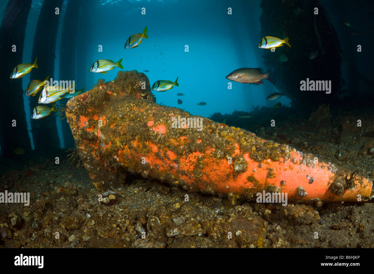 Coral reef pollution hi-res stock photography and images - Alamy