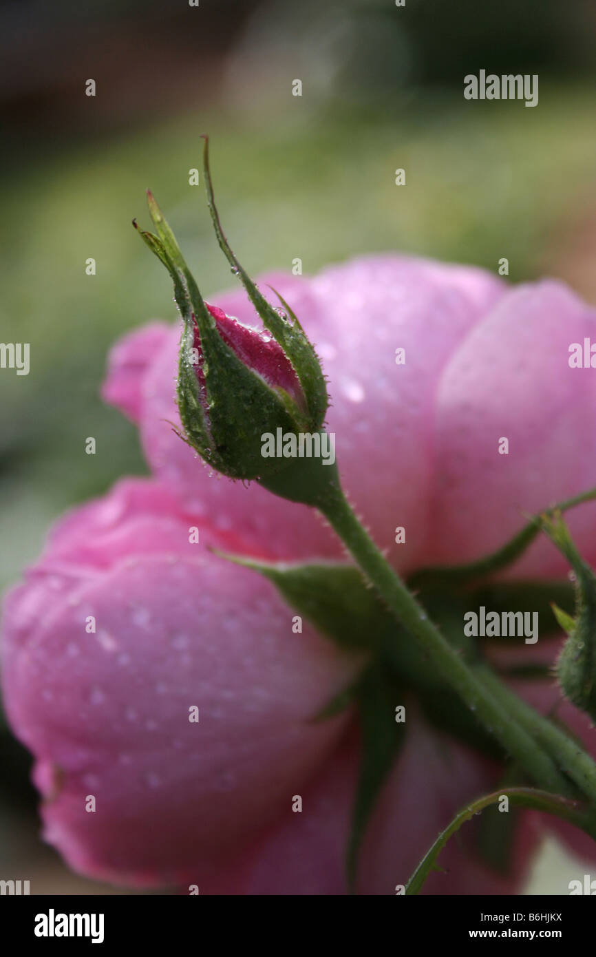 Pink rose bud Stock Photo - Alamy