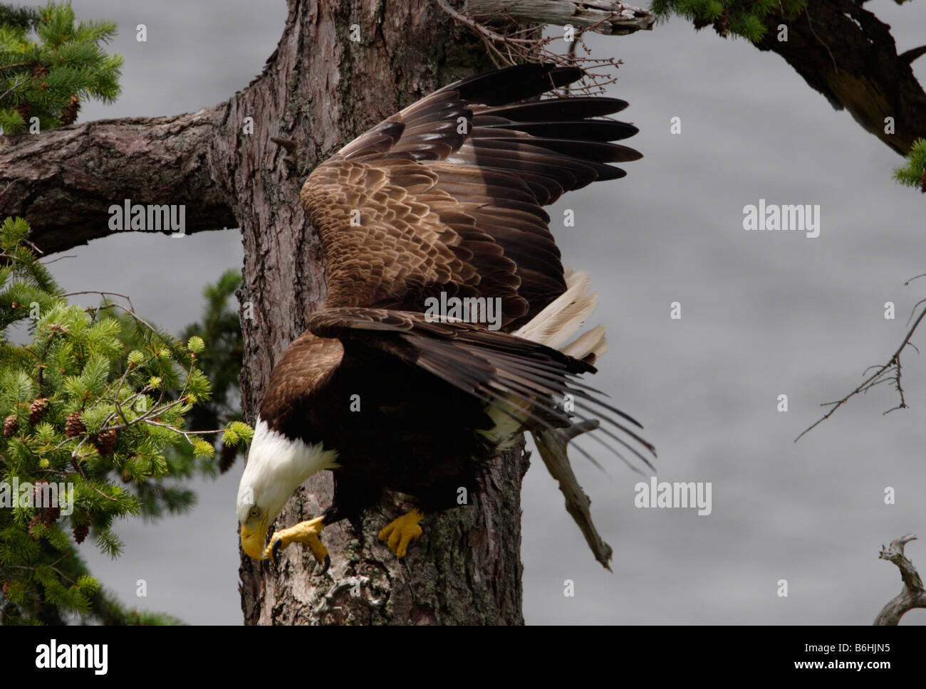Bald Eagle Haliaeetus leucocephalus diving down from branch close to ...