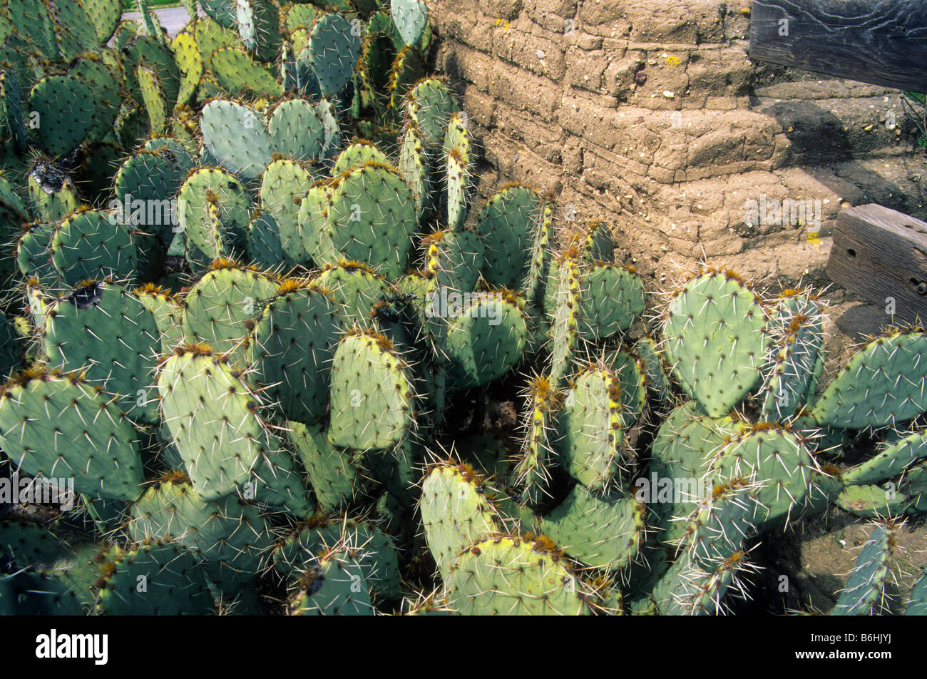 Cactus plants grow next to worn down adobe brick wall at California ...
