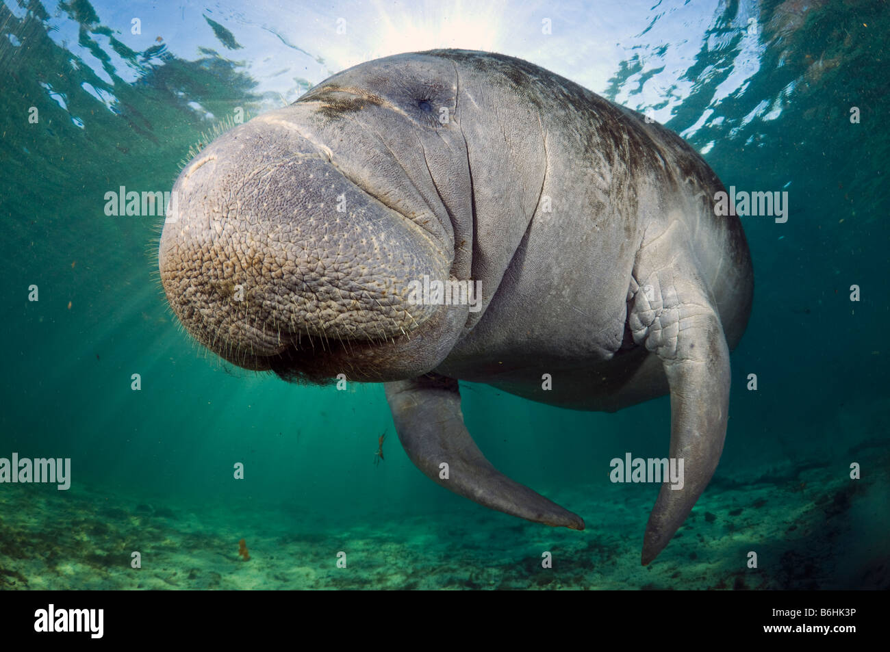 Endangered florida manatee three hi-res stock photography and images ...