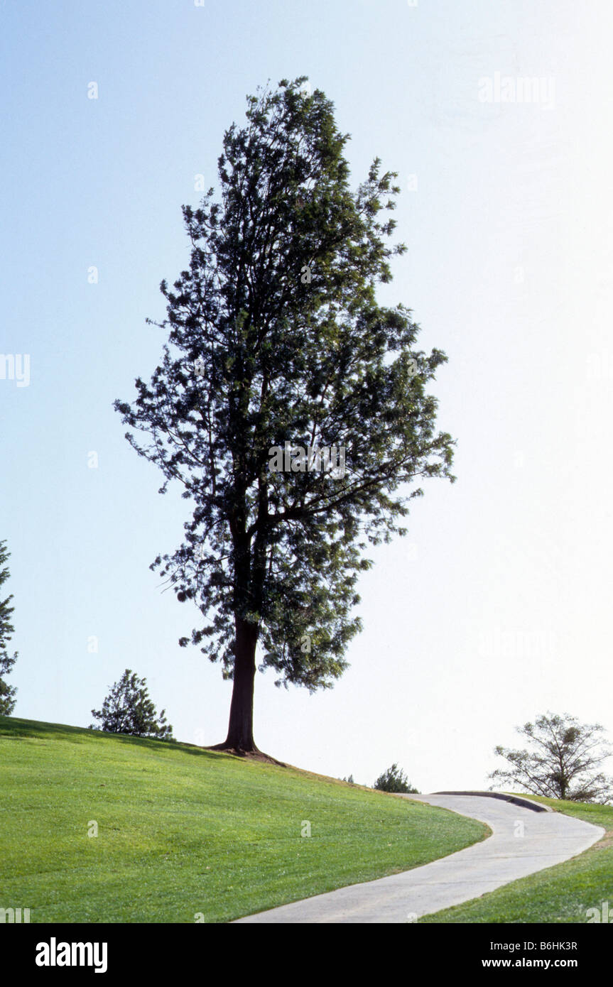 Lone tree stands on top of hill with pathway leading up to it Stock ...