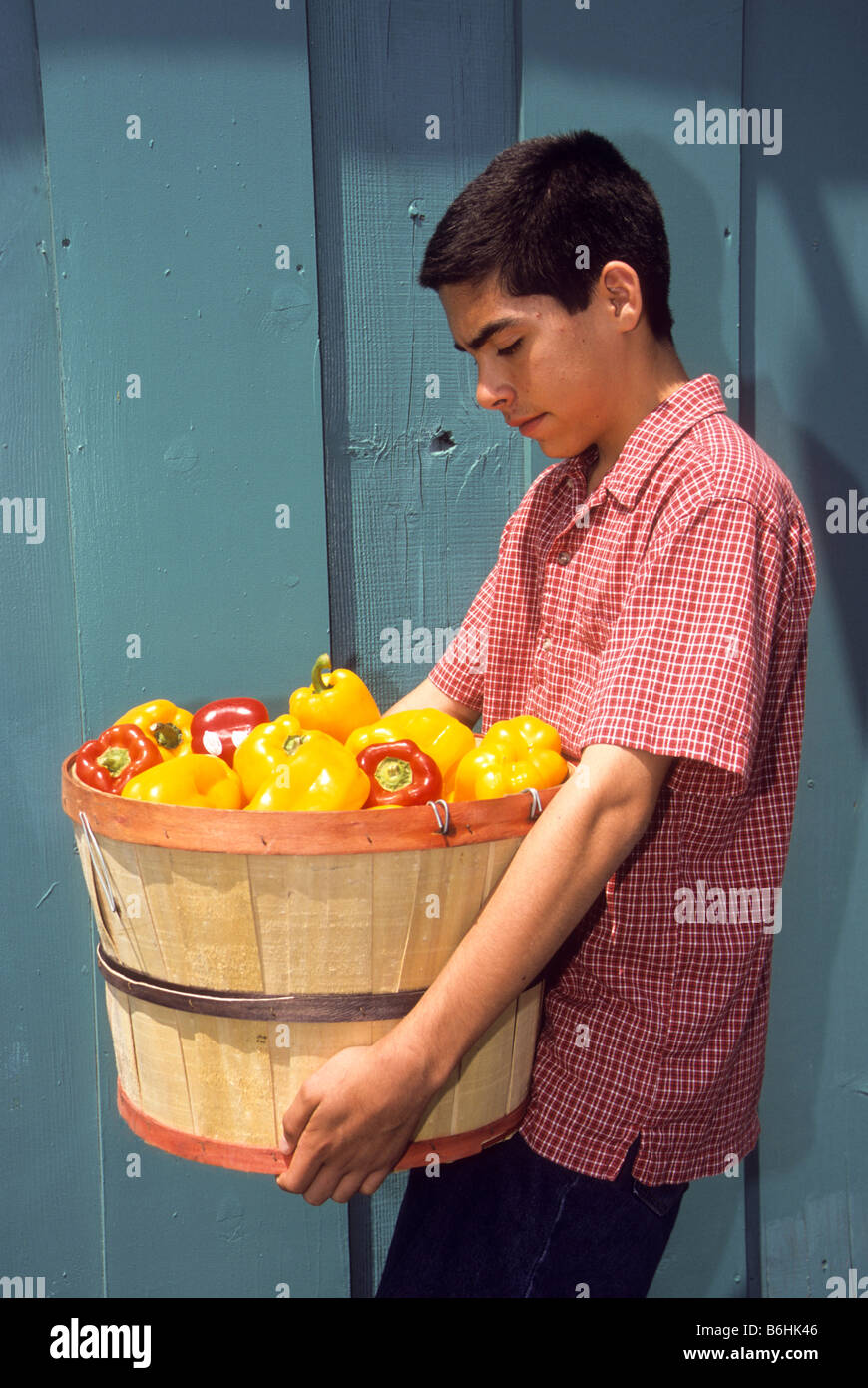 Hispanic young teen boy carries bushel basket of bell peppers Stock ...