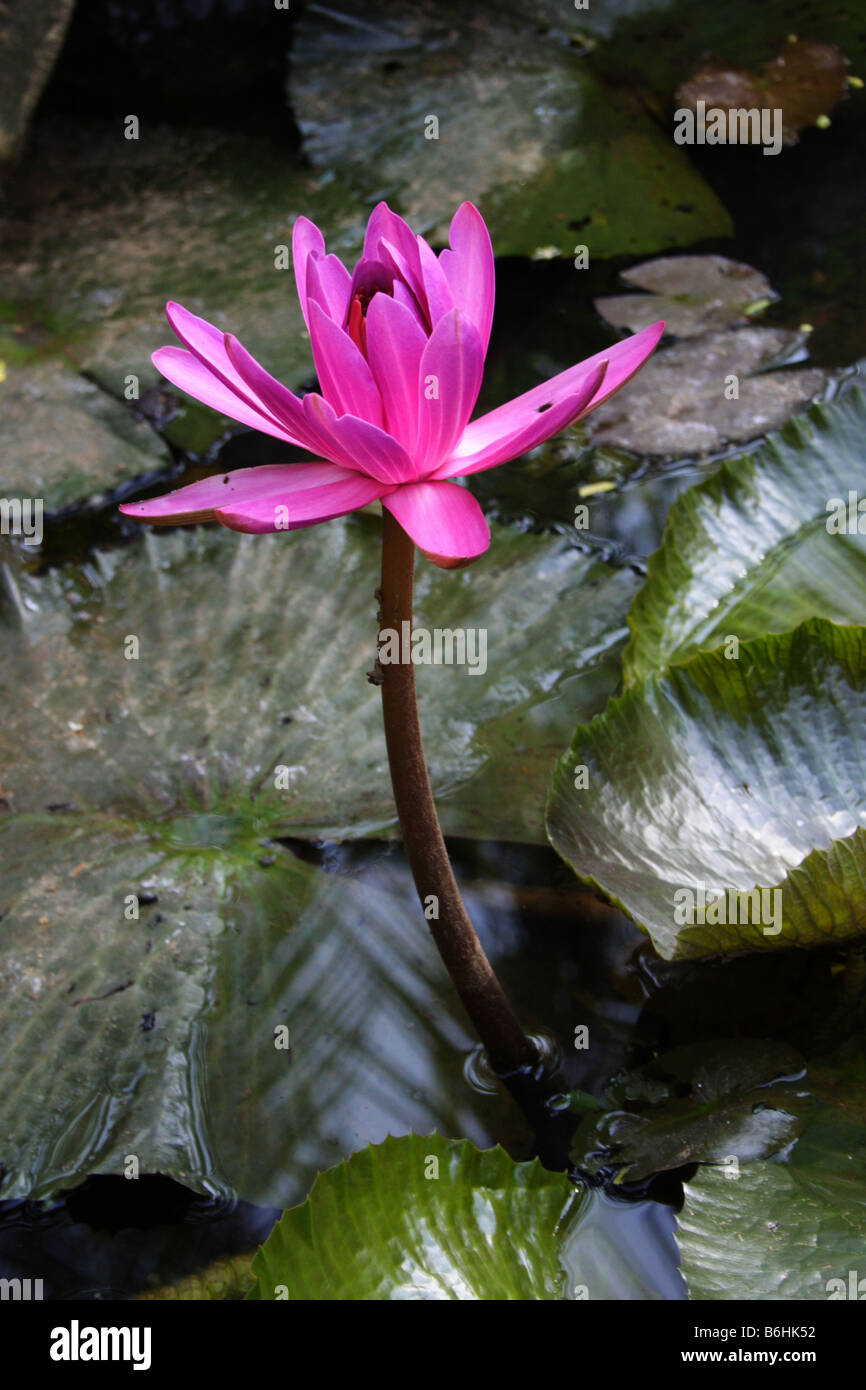 Giant lotus flower hi-res stock photography and images - Alamy
