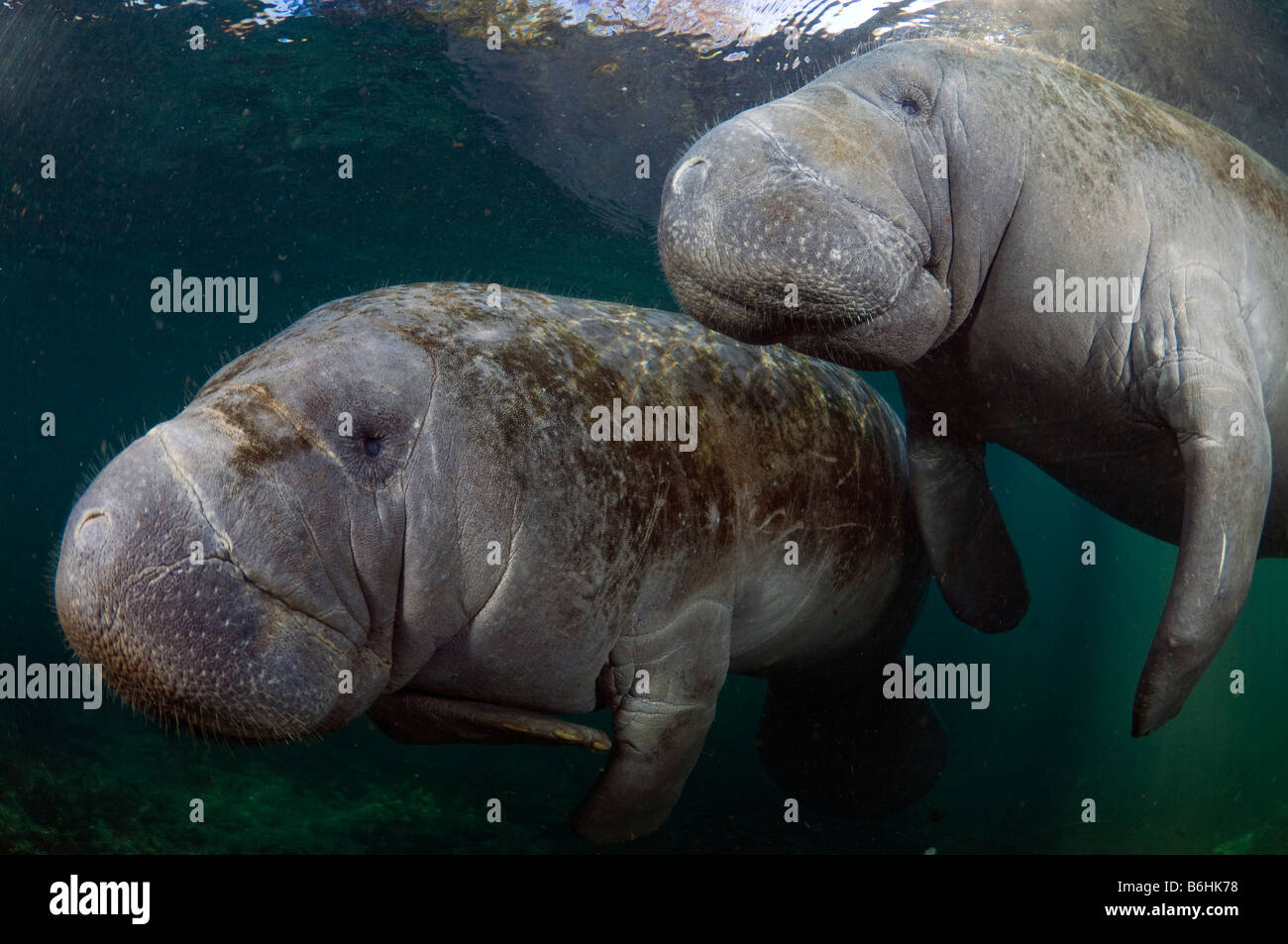 Endangered Florida Manatee Three High Resolution Stock Photography and ...
