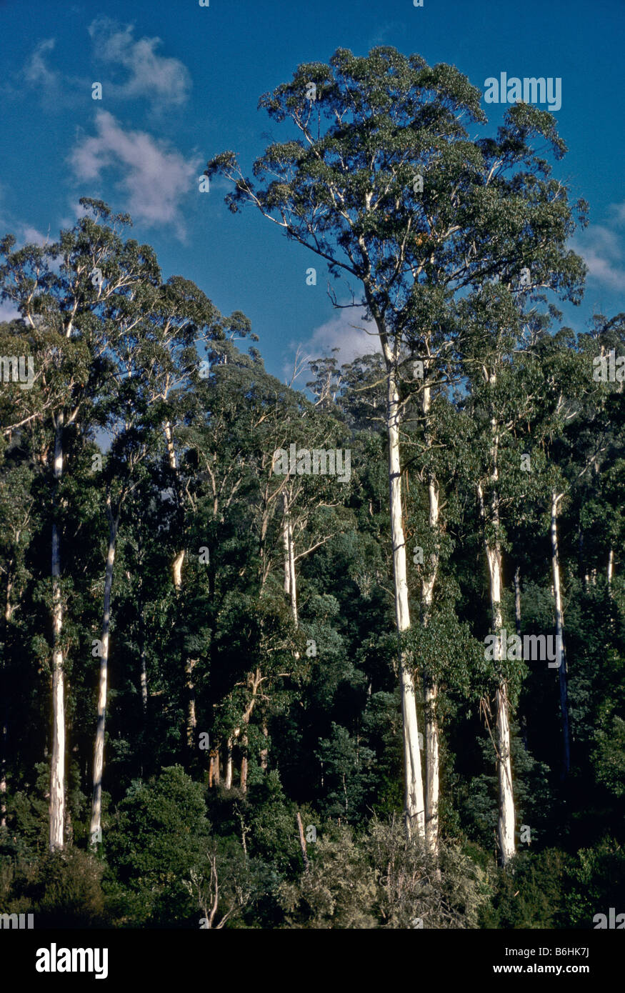 Eucalyptus forest, Australia Stock Photo - Alamy