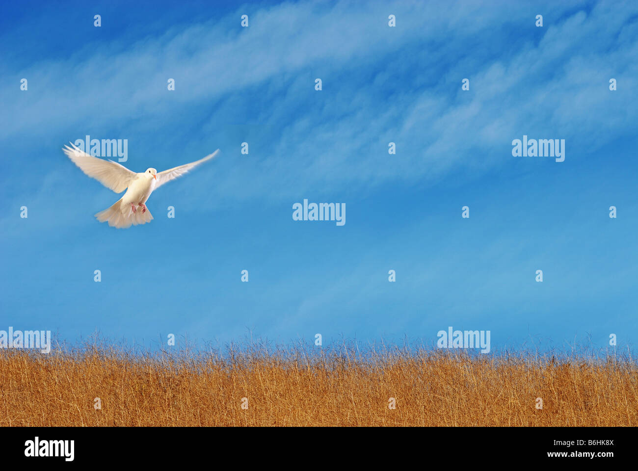 flying white dove on dry grass field Stock Photo - Alamy