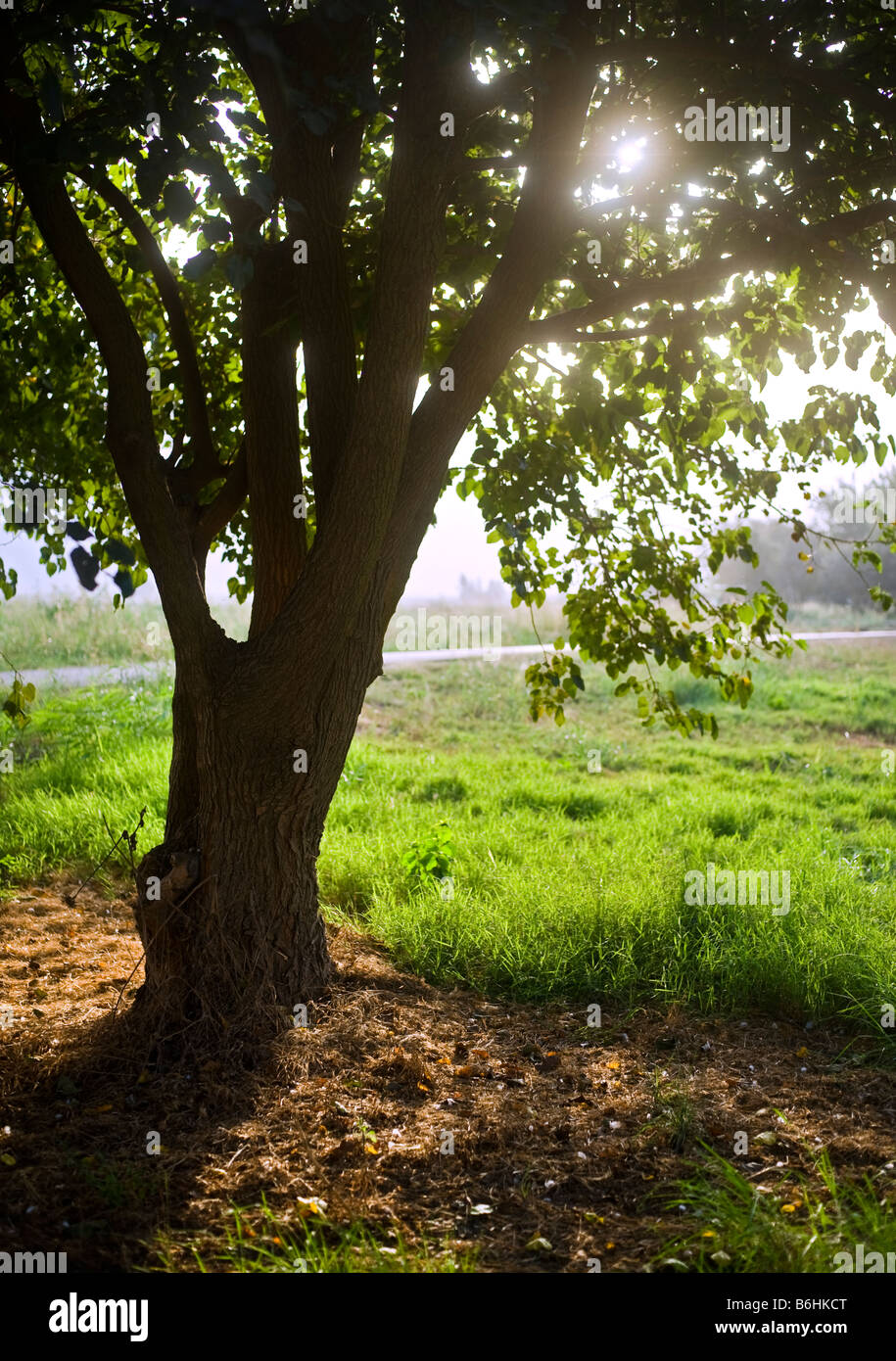 tree with back light Stock Photo - Alamy