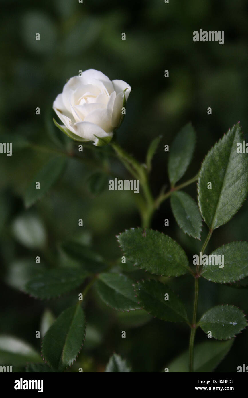 Birth to death rose hi-res stock photography and images - Alamy