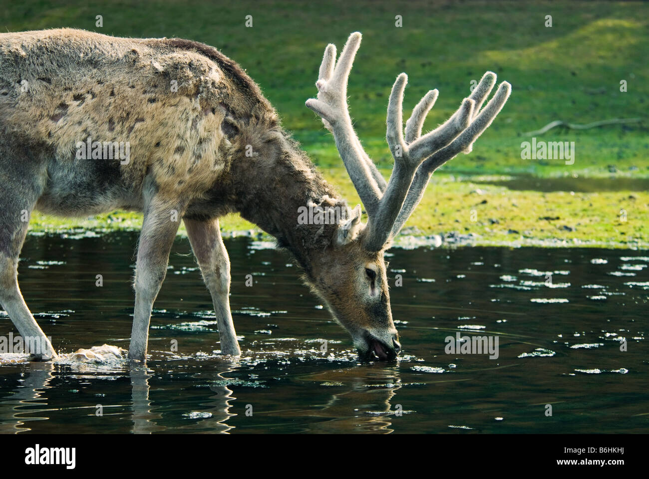 close up of a beautiful deer in the forest Stock Photo - Alamy