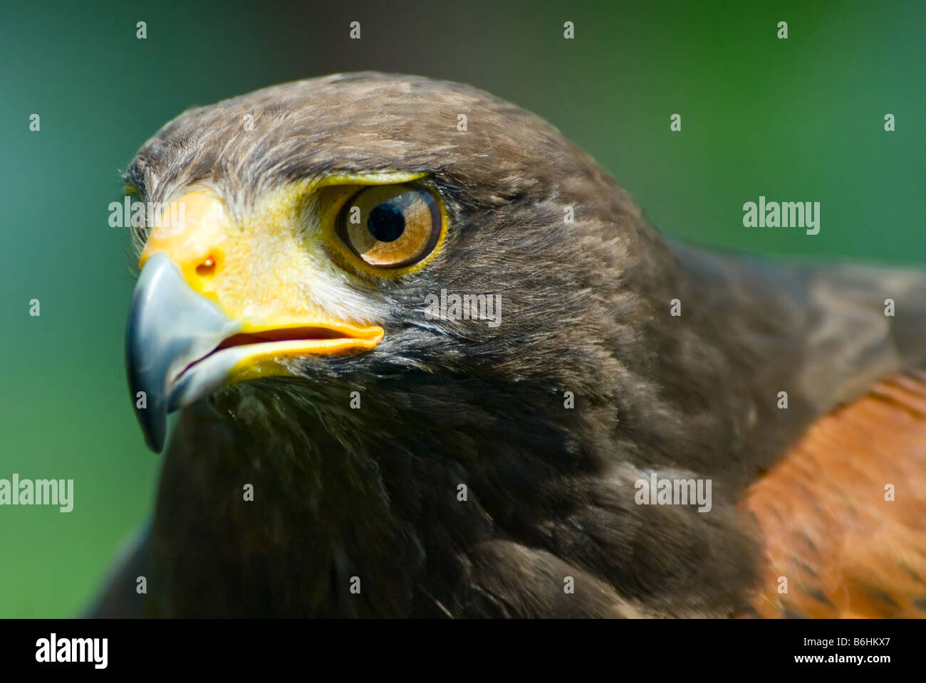 Harrishawk hi-res stock photography and images - Alamy