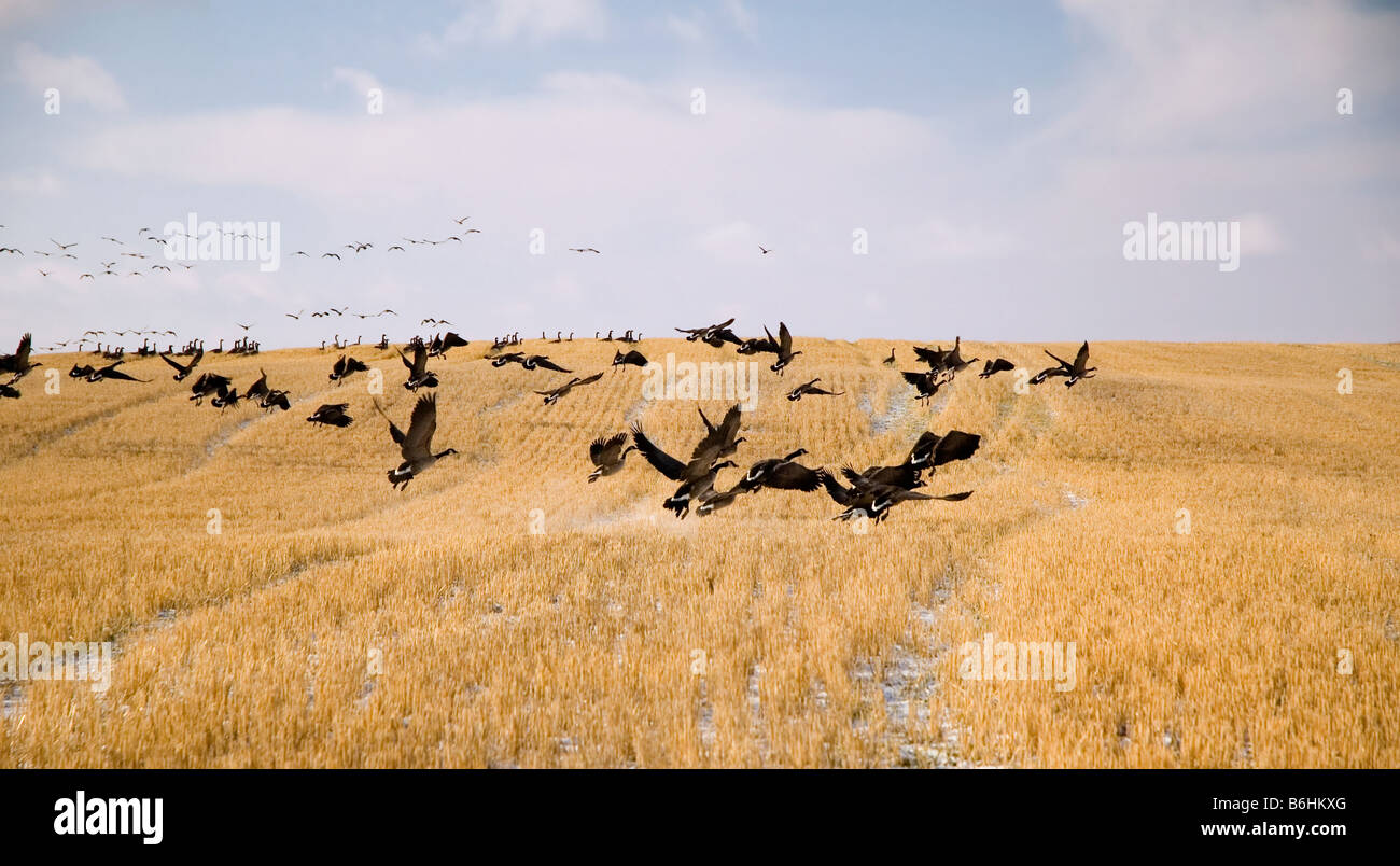 Canadian Winter Geese Stock Photo - Alamy