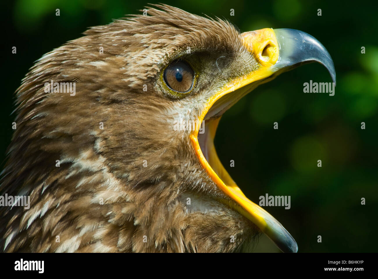 close up of a steppe eagle Aquila nipalensis Stock Photo - Alamy