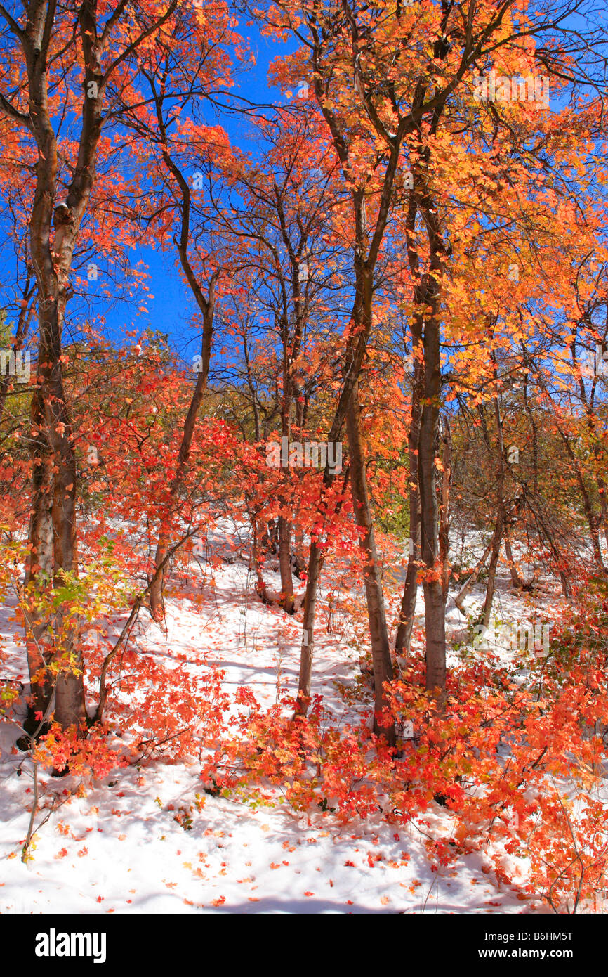 Fall of snow hi-res stock photography and images - Alamy