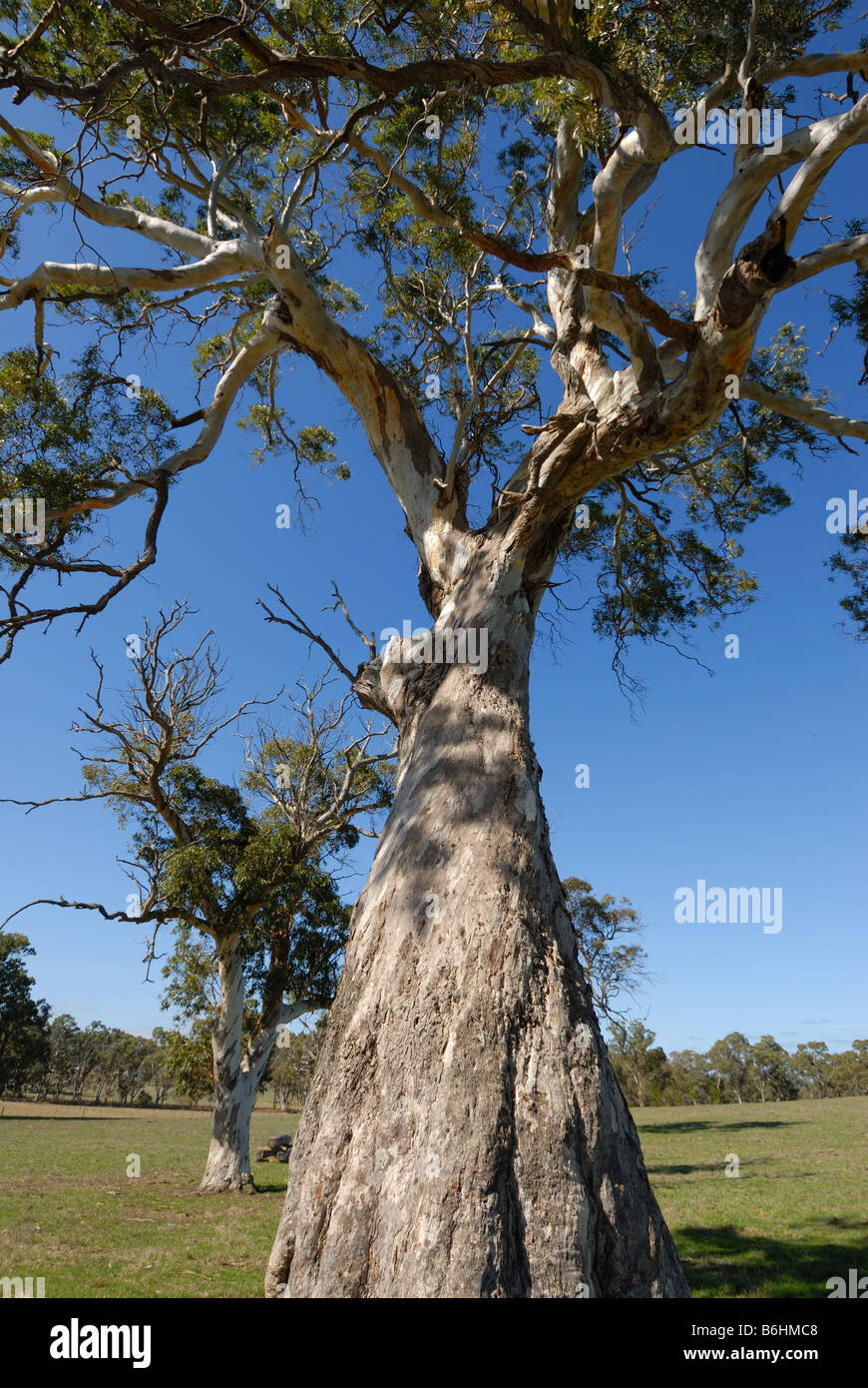 Australian paddock hi-res stock photography and images - Alamy
