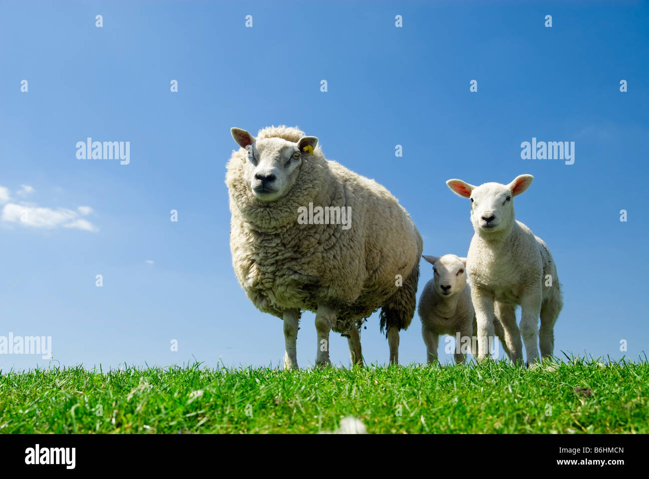 Camera sheep hi-res stock photography and images - Alamy