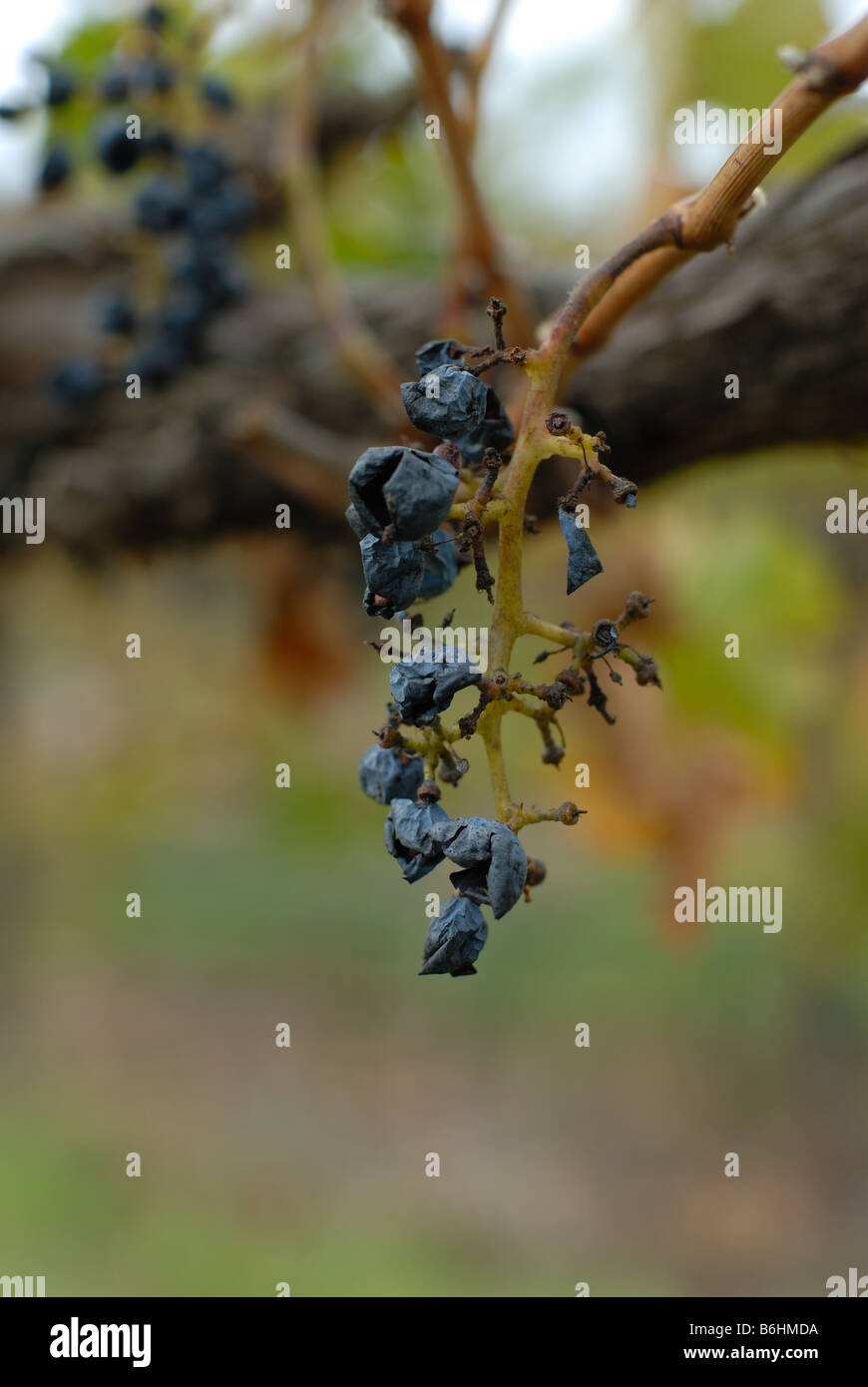 Old grapes left on the vine. Adelaide Hills wine region, South ...