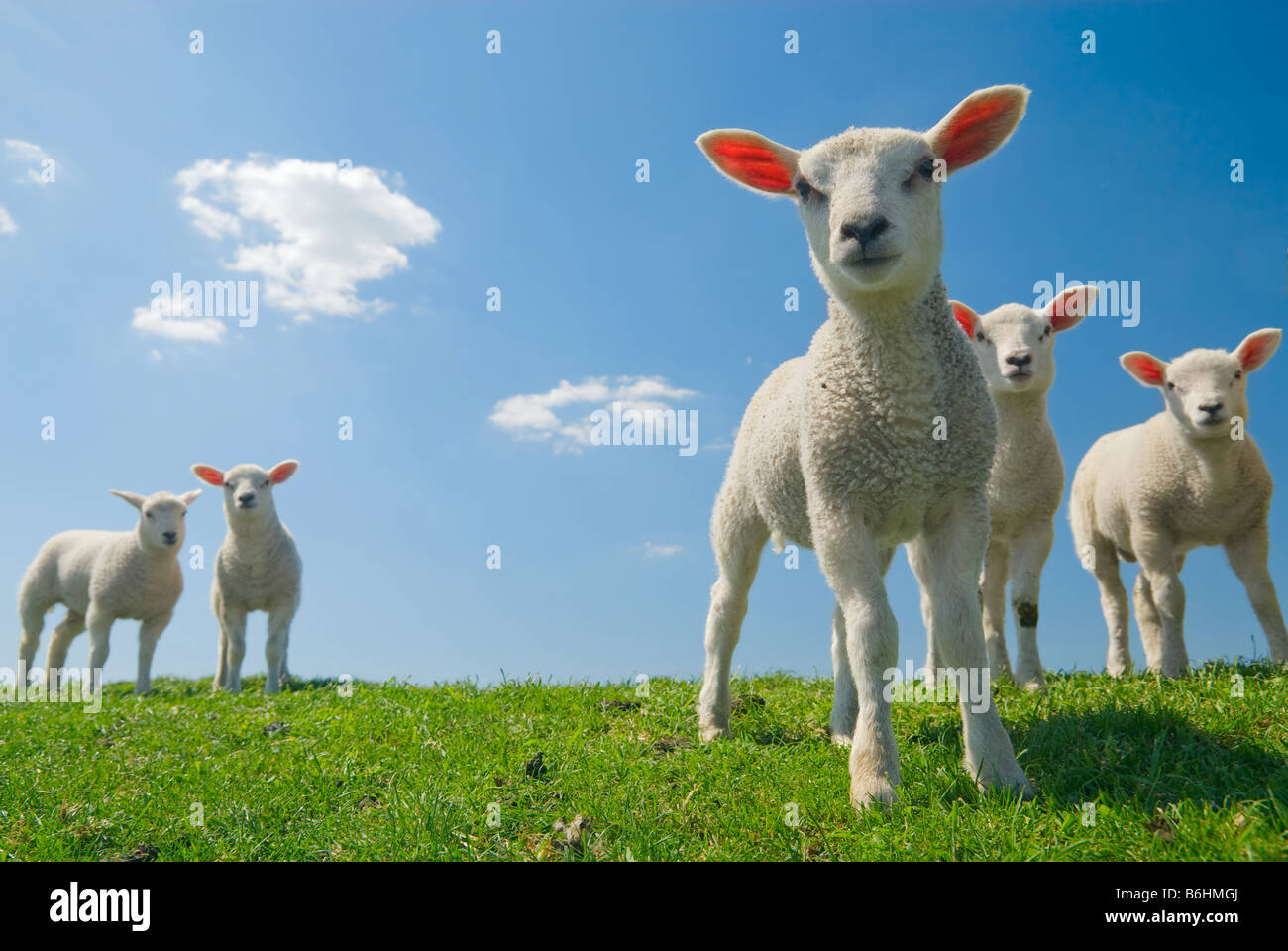 Cute sheep hi-res stock photography and images - Alamy