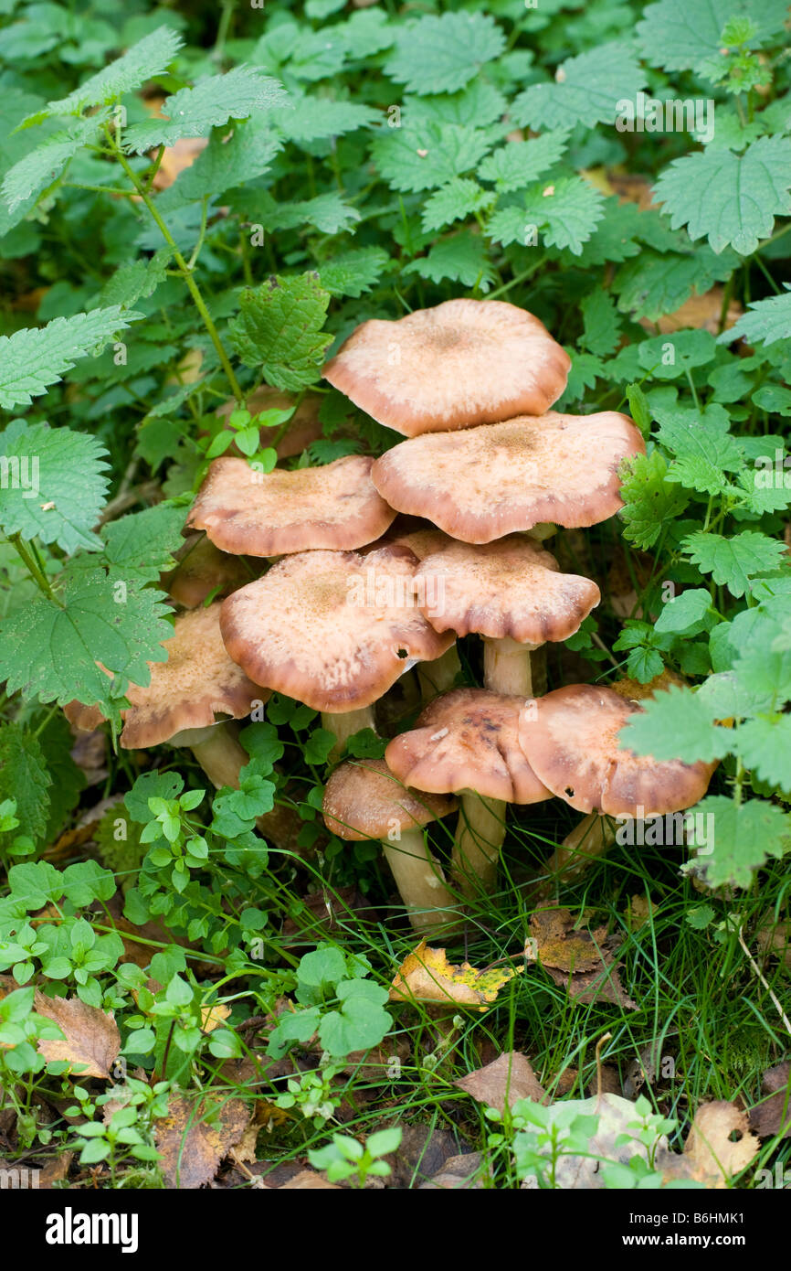 Bootlace hi-res stock photography and images - Alamy