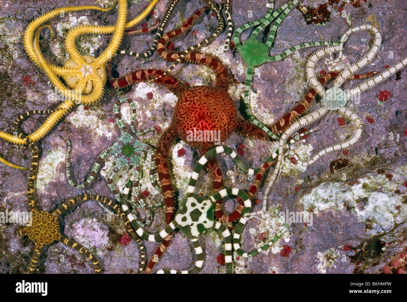 Ophiothrix hi-res stock photography and images - Alamy