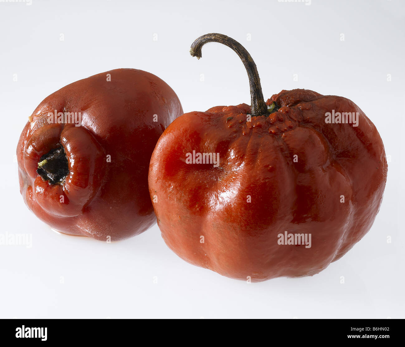 Culinary herbs herb chillies hi-res stock photography and images - Alamy