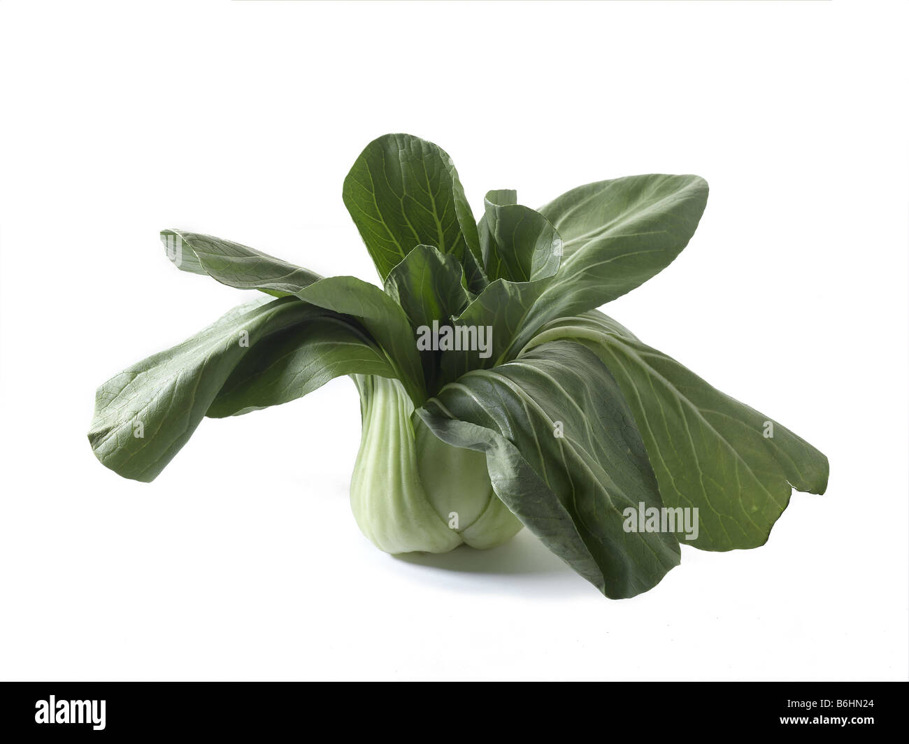 Bokchoy bok choy Cut Out Stock Images & Pictures - Alamy