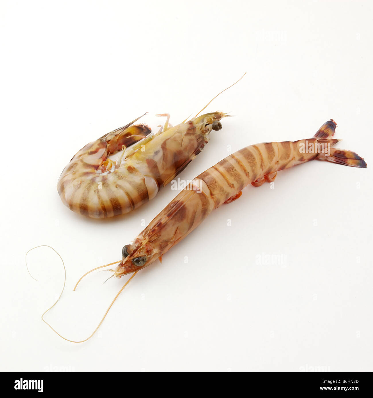 Image of king prawns hi-res stock photography and images - Alamy