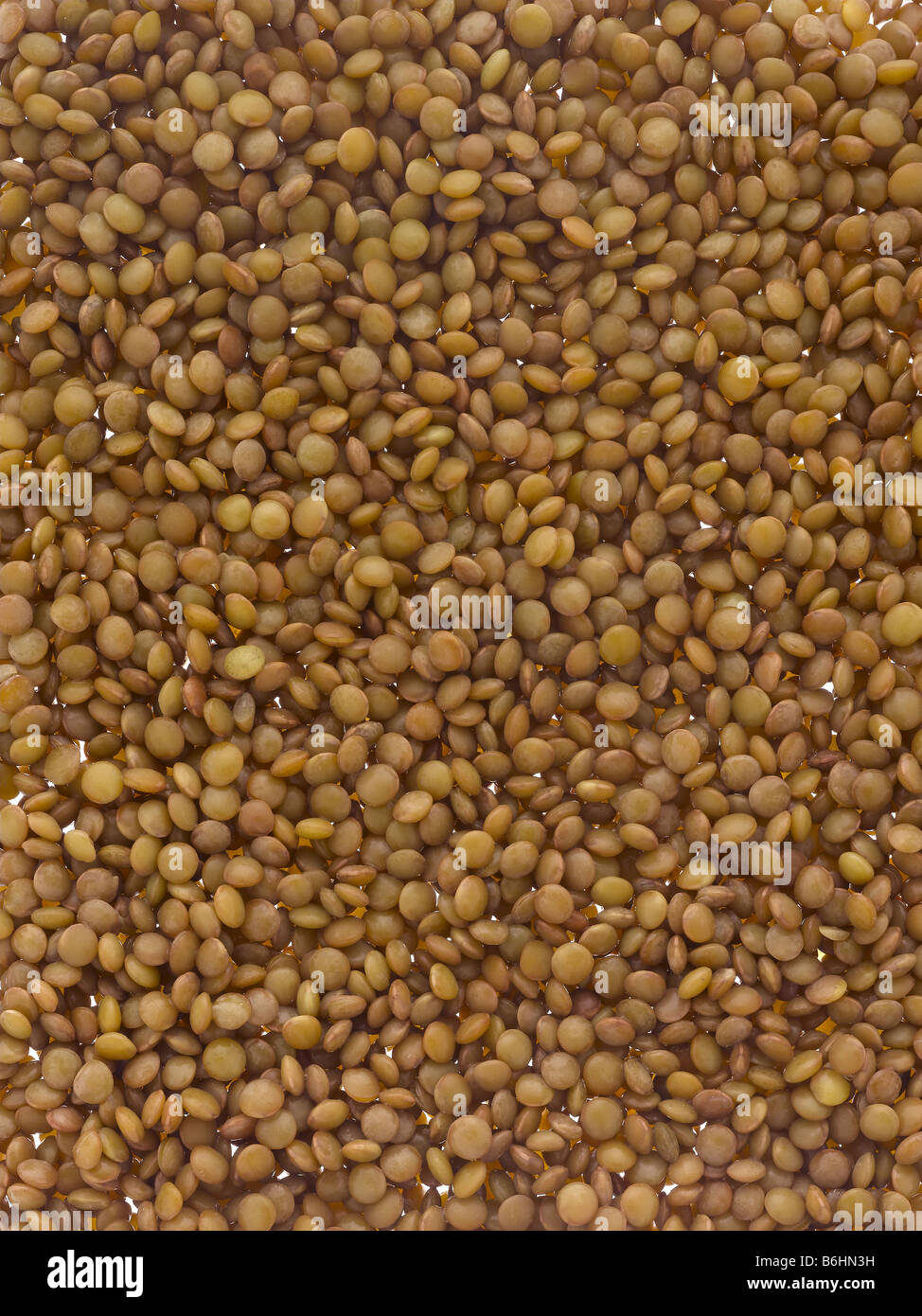 Pulse lentil pulses ingredients ingredient legume legumes hi-res stock ...