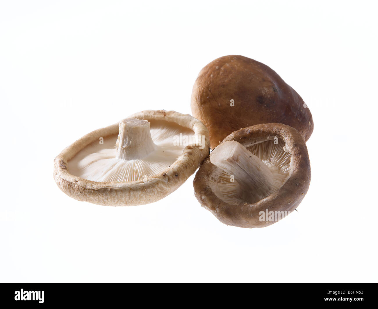 Lentinus mushroom Cut Out Stock Images & Pictures - Alamy