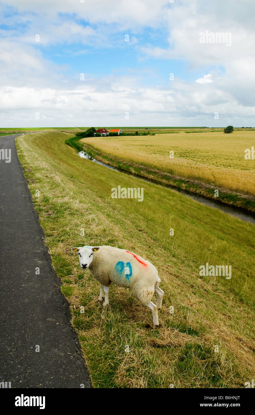 typical dutch scene in friesland The Netherlands Stock Photo - Alamy