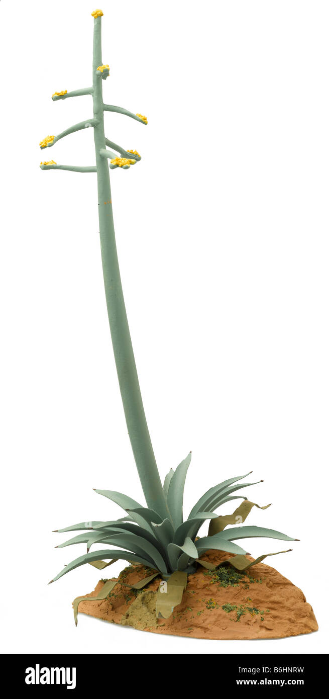 Nativity figures Plant Stock Photo - Alamy