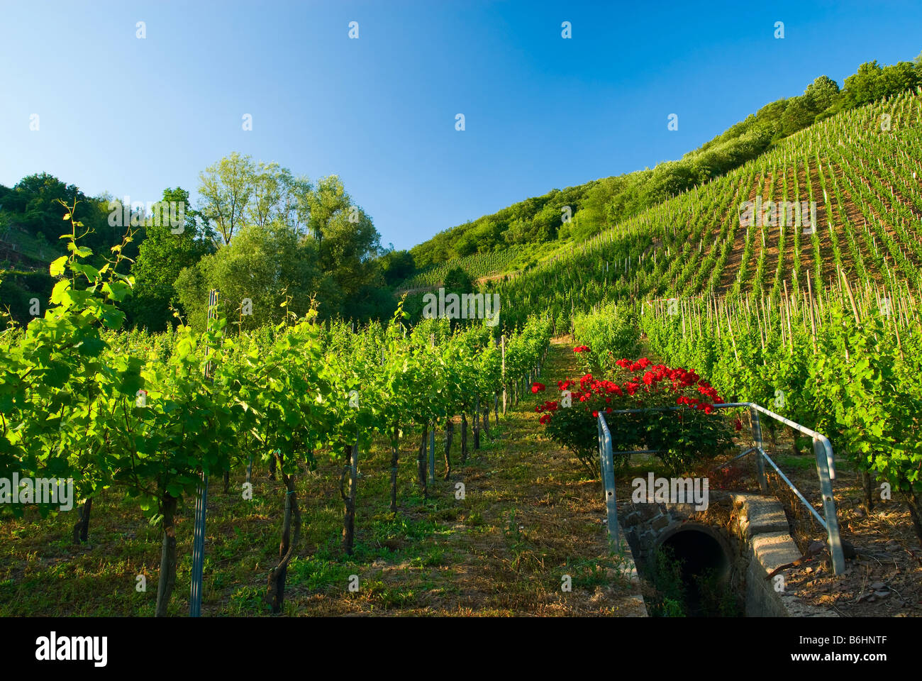 vineyards along the mosel river in germany Stock Photo - Alamy