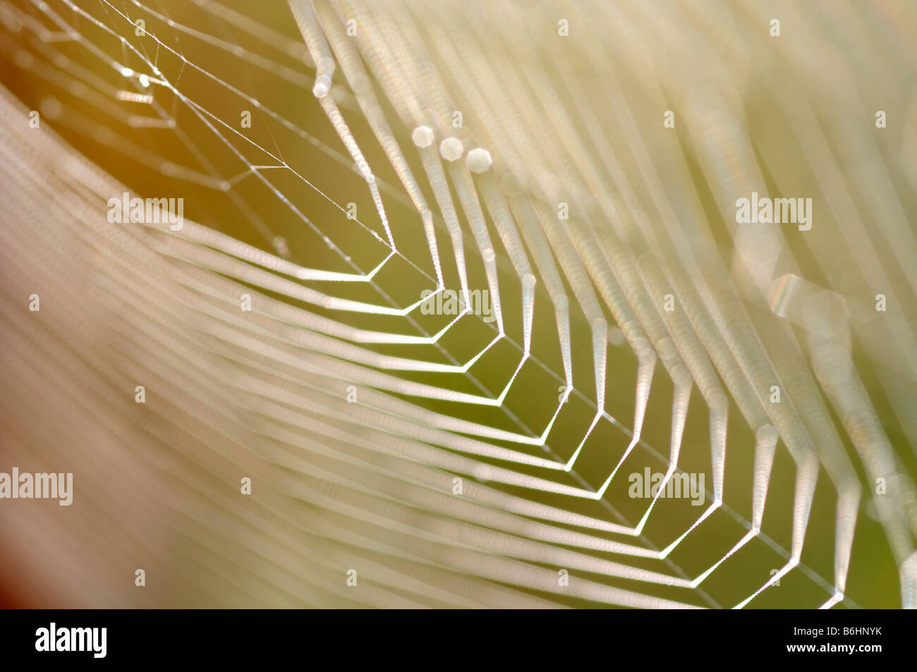 Close-up of the dewy spiderwork in backlight - abstract Stock Photo - Alamy