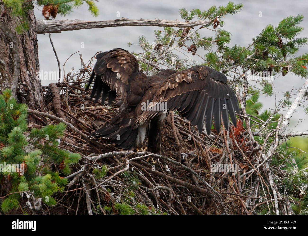 Bald Eagle Haliaeetus leucocephalus large eaglet getting exercise by ...