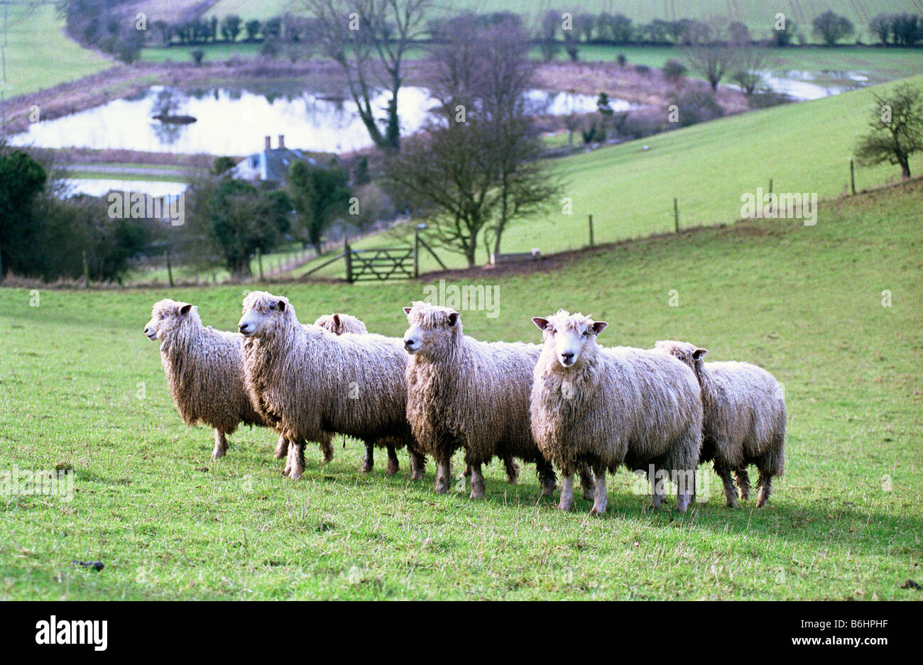 Cotswold sheep, Naunton, Gloucestershire, England Stock Photo - Alamy