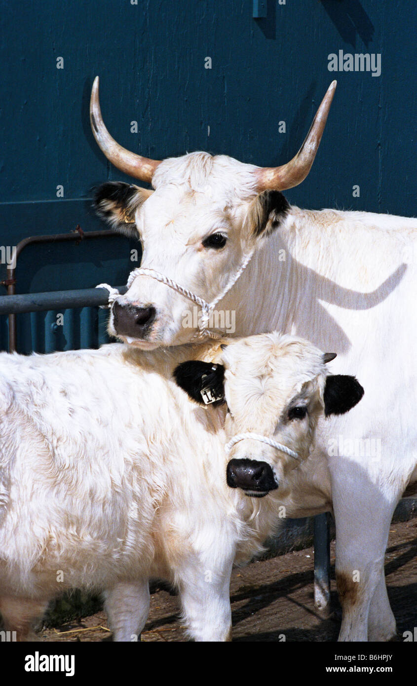 White Park cow and calf, Stoneleigh, Warwickshire, England Stock Photo ...