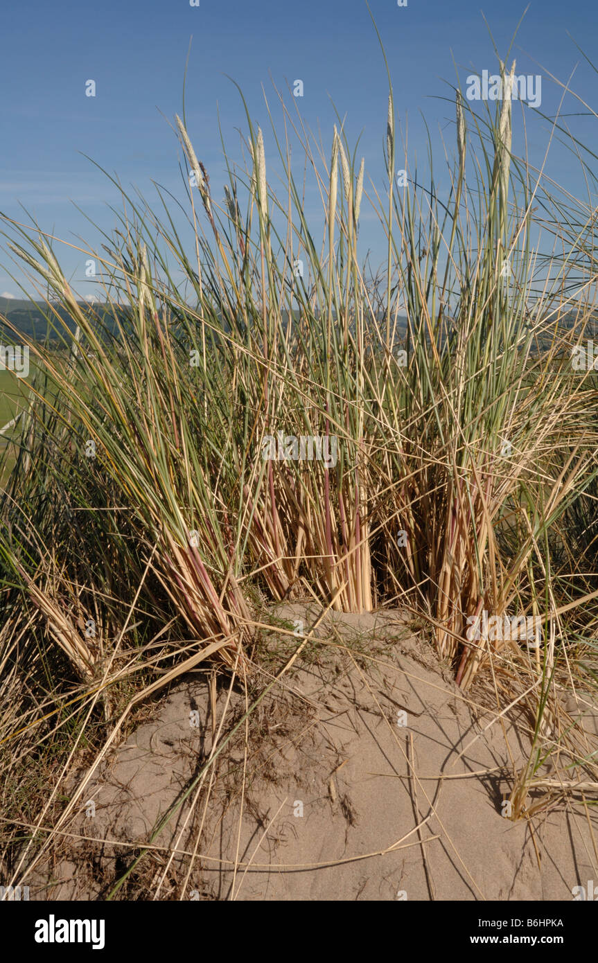 Ynyslas dunes National Nature Reserve Ceredigion Wales UK Europe Stock ...