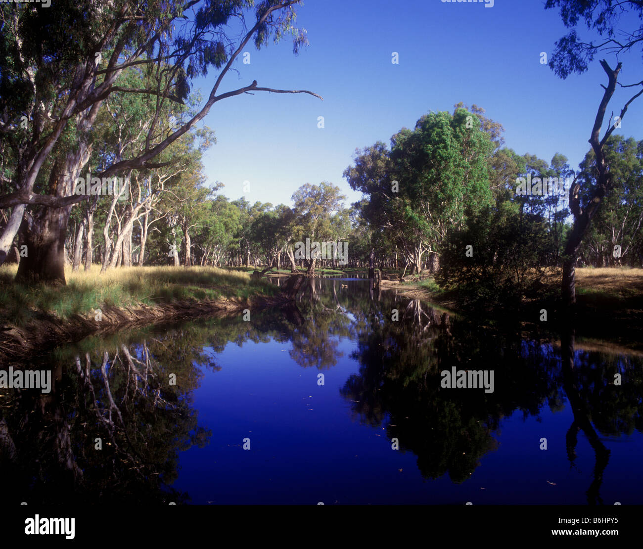 The beautiful Great Red River Gum Forest on the River Murray near ...